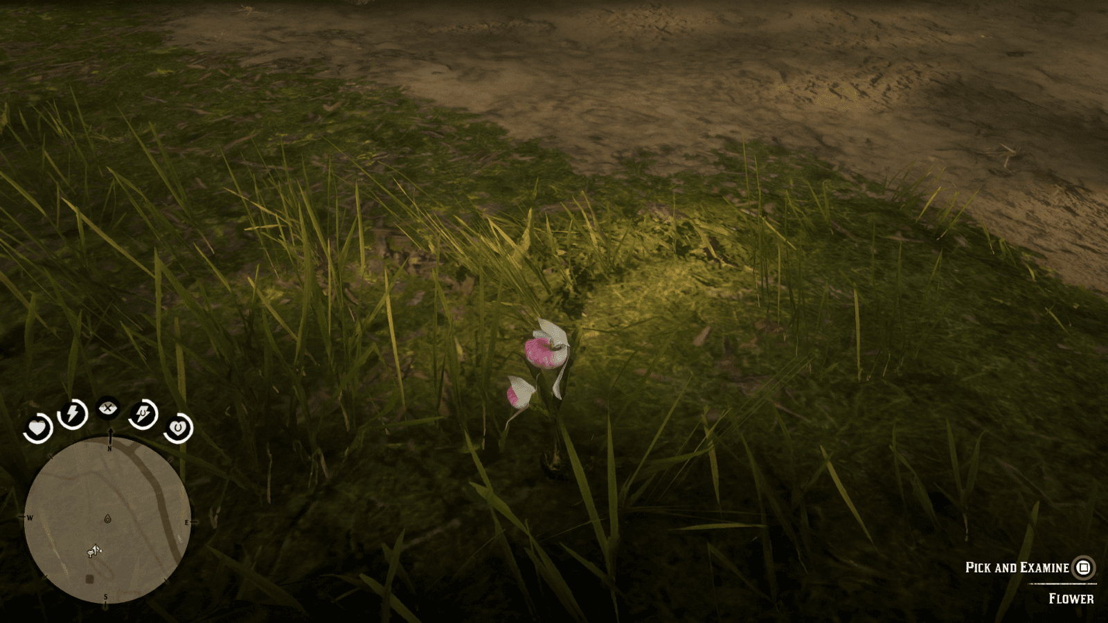 Exotics Collectibles - Red Dead Redemption 2 Walkthrough - Neoseeker