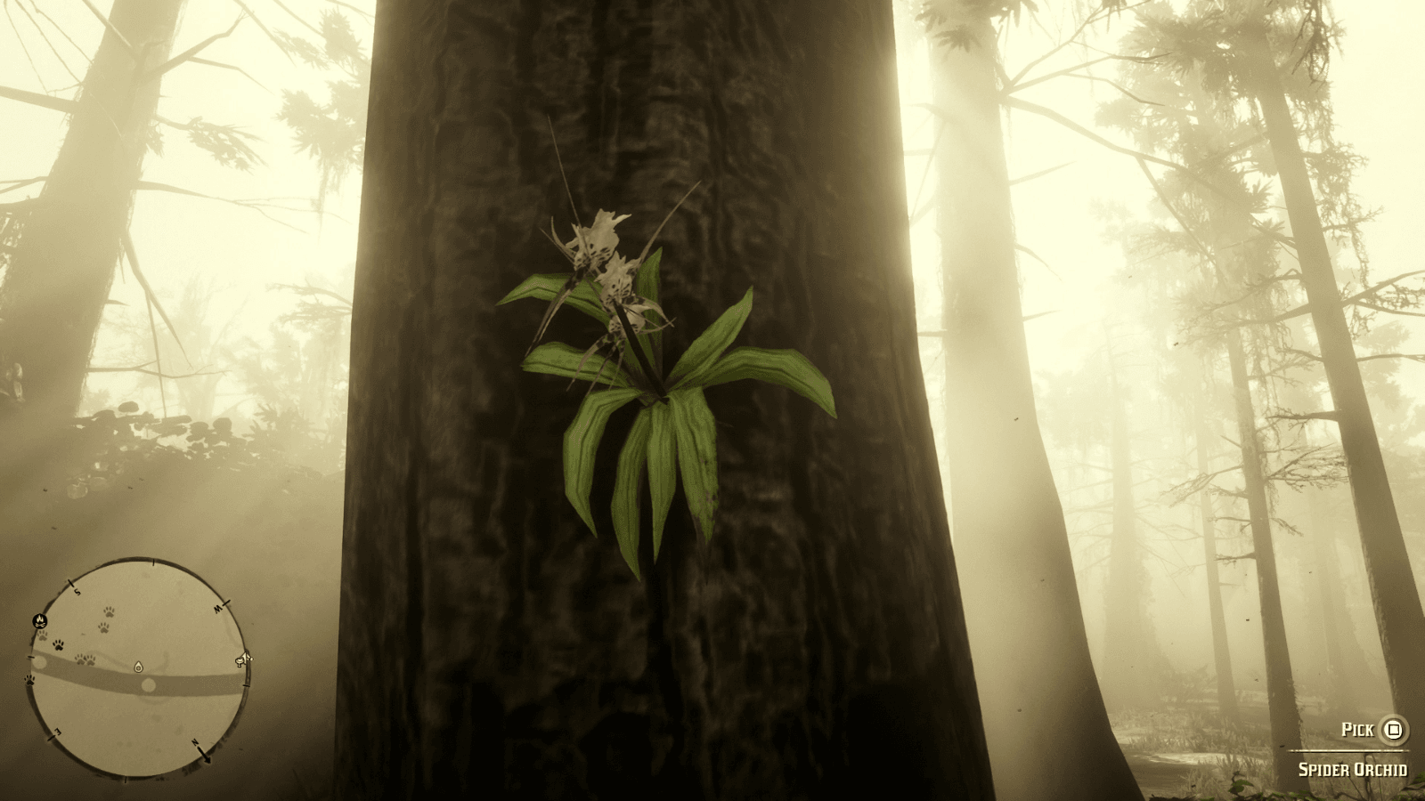 Exotics Collectibles - Red Dead Redemption 2 Walkthrough - Neoseeker