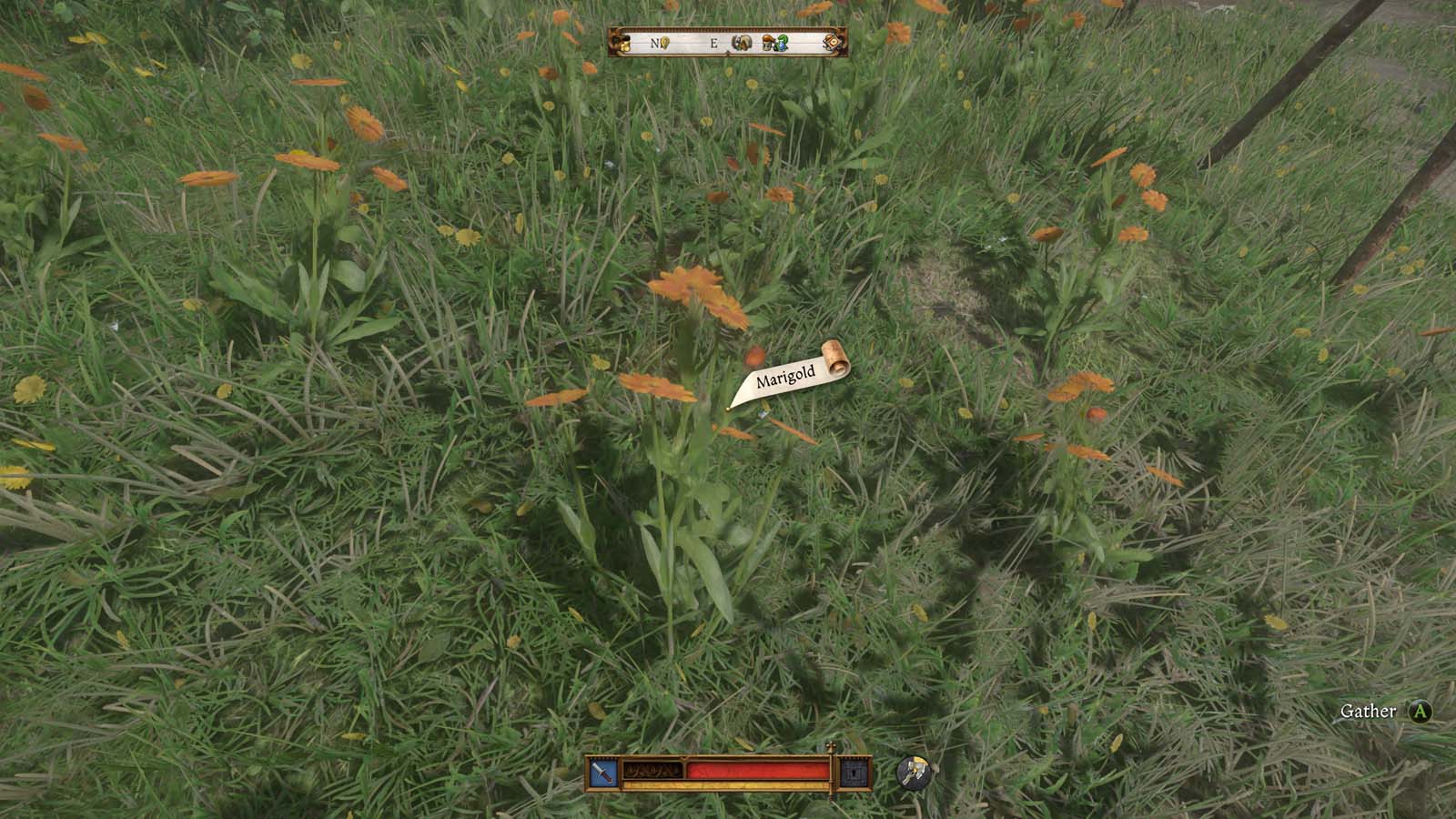 Where To Find Marigold Guide - Kingdom Come: Deliverance II - Neoseeker