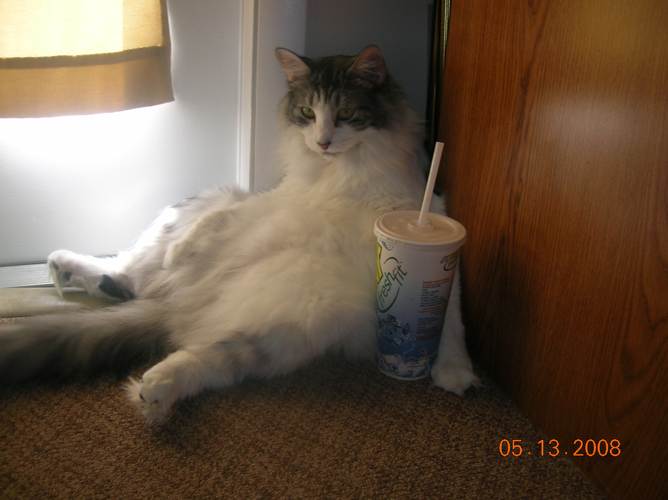 Mush sitting with his soda. What an odd cat! from Spyro_the_Dragon ...