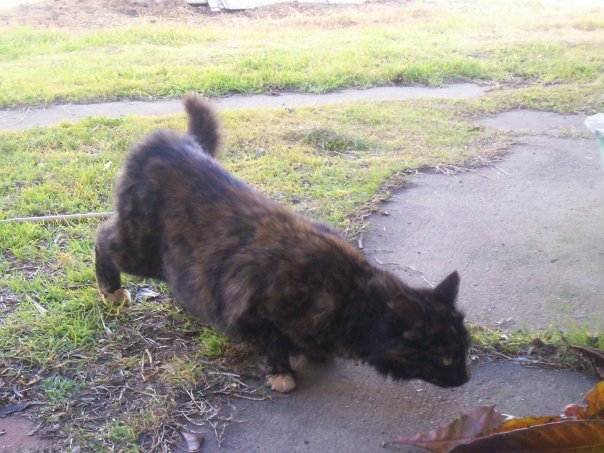 zsdfg.jpg from Kaitsith - hosted by Neoseeker