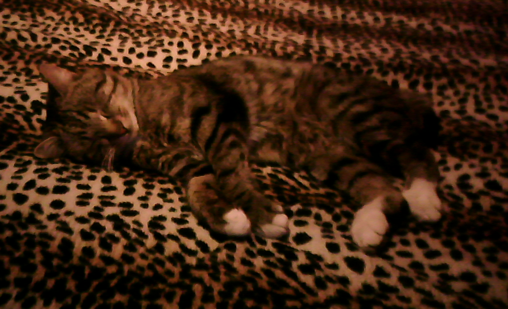 Sleeeepy kitty! from Dynamite - hosted by Neoseeker