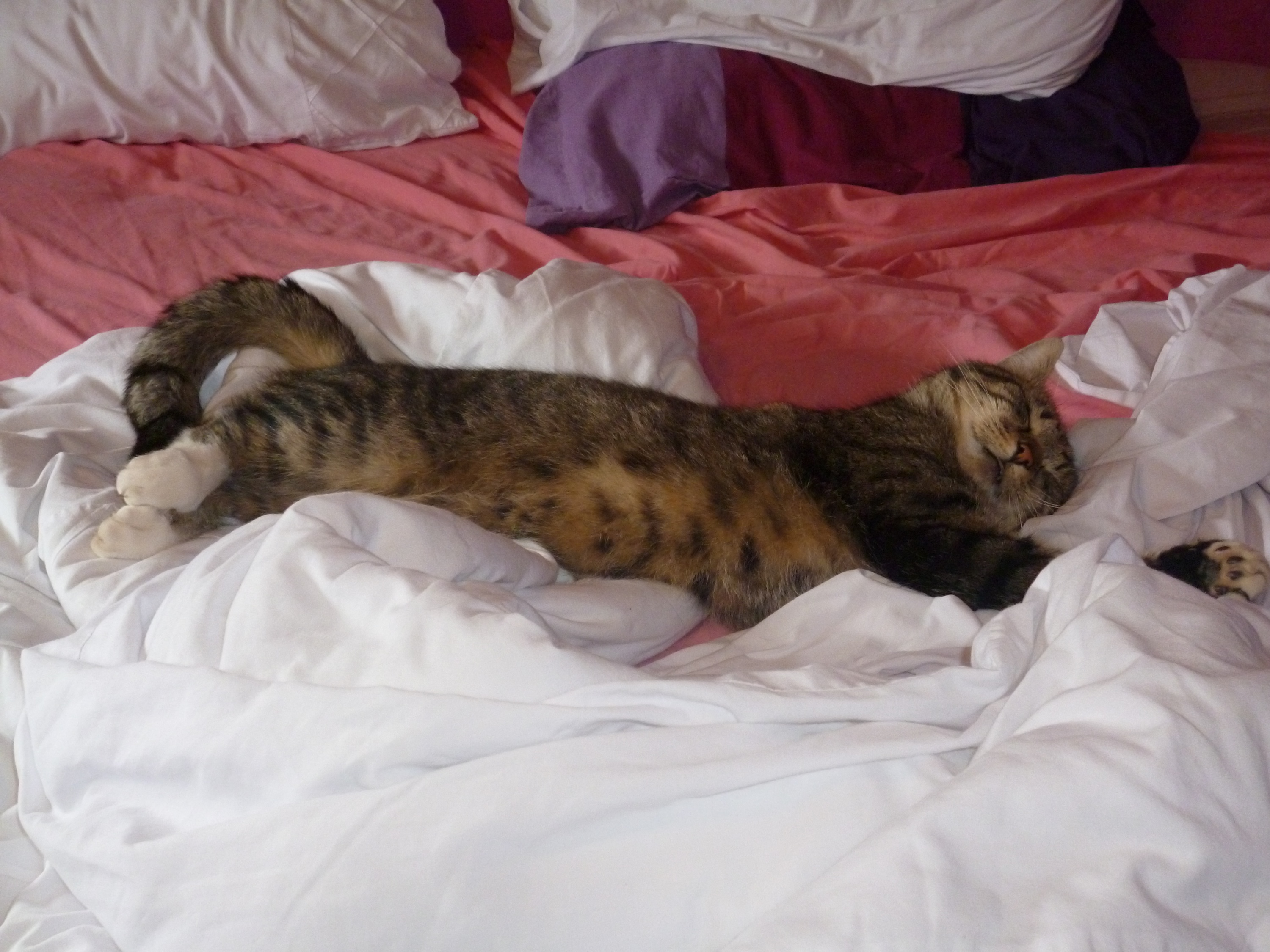 Tiffy's Cat Taking Posession of The Bed from Dynamite - hosted by Neoseeker