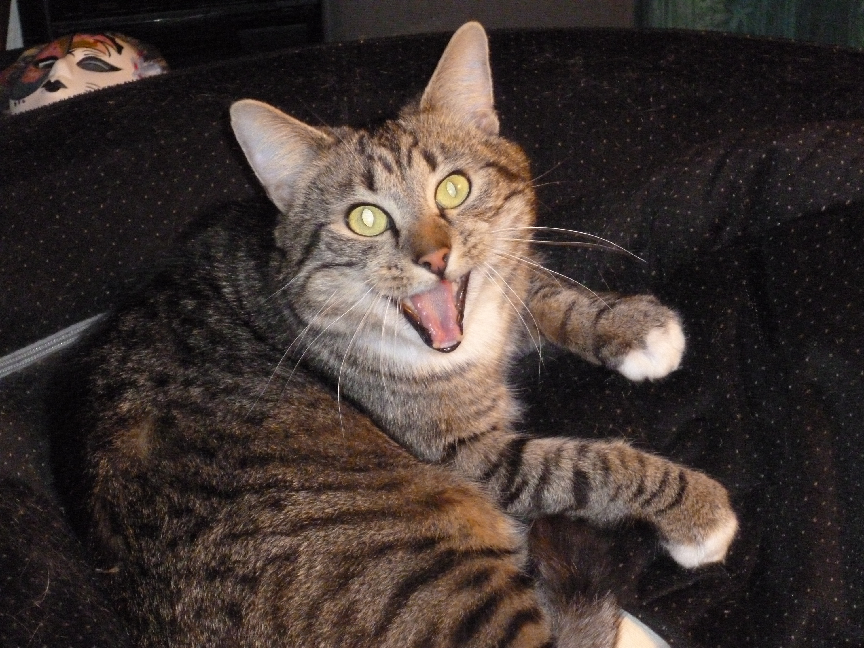 Tiffy's Cat Yawning! :o from Dynamite - hosted by Neoseeker