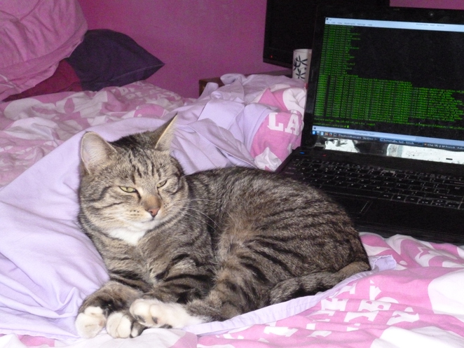 Tiffy's Cat Looking Unimpressed w/ My Laptop from Dynamite - hosted by ...