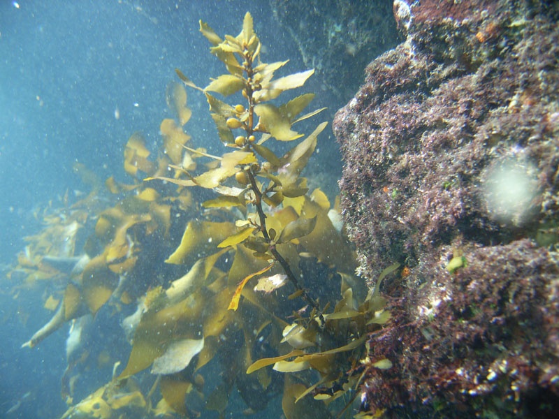 Making fuel from the sea. - Neoseeker