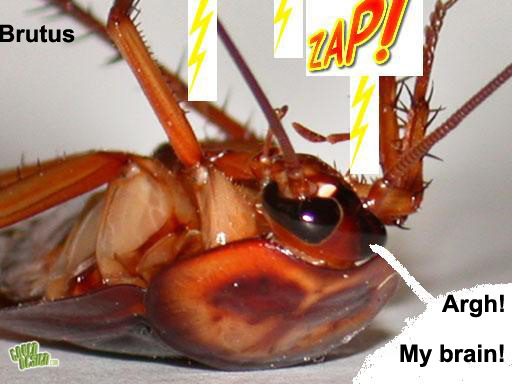 Scientists work on enslaving cybernetic cockroaches - Neoseeker