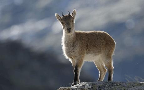 Extinct species of goat brought back to life through cloning - Neoseeker