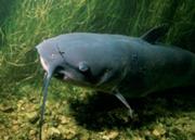 Catfish - Animal Crossing Wiki - Neoseeker