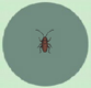 Cockroach - Animal Crossing Wiki - Neoseeker