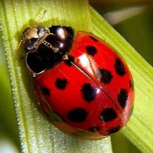 Spotted Ladybug - Animal Crossing Wiki - Neoseeker