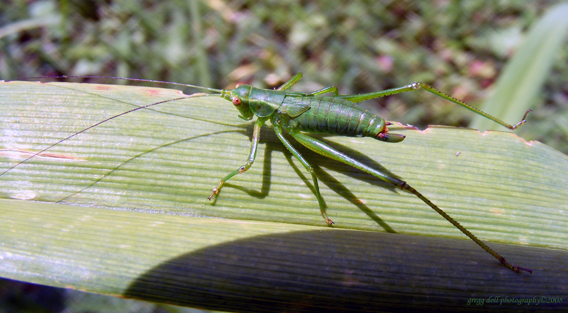 Long Locust - Animal Crossing Wiki - Neoseeker