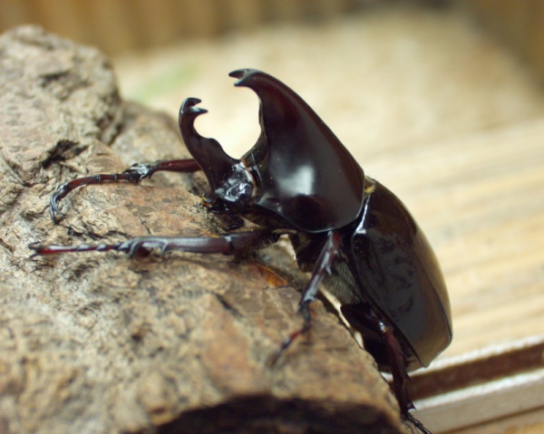 Dynastid Beetle - Animal Crossing Wiki - Neoseeker