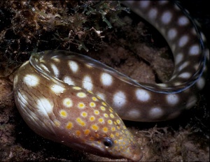 Eel - Animal Crossing Wiki - Neoseeker