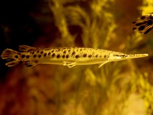 Gar - Animal Crossing Wiki - Neoseeker