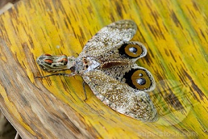 Lantern Fly - Animal Crossing Wiki - Neoseeker