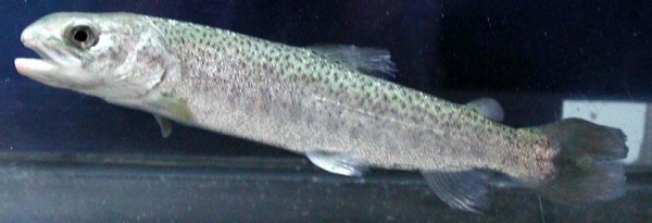 Stringfish - Animal Crossing Wiki - Neoseeker