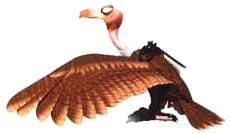 Necky - Donkey Kong Wiki - Neoseeker