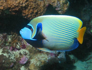 Emperor Angelfish - Endless Ocean Wiki - Neoseeker