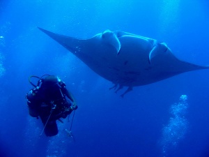 Manta Ray - Endless Ocean Wiki - Neoseeker