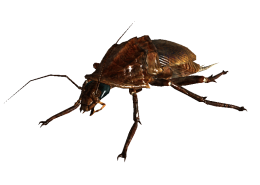 Radroach - Fallout Wiki - Neoseeker