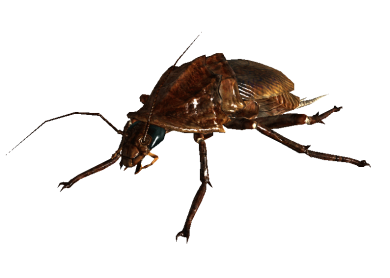 Radroach - Fallout Wiki - Neoseeker