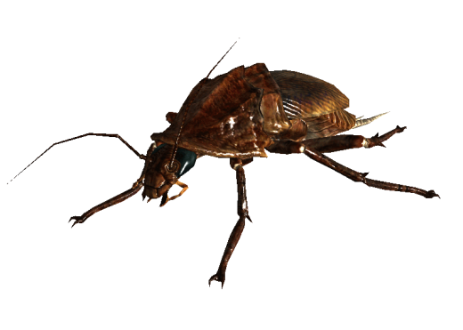 Radroach - Fallout Wiki - Neoseeker