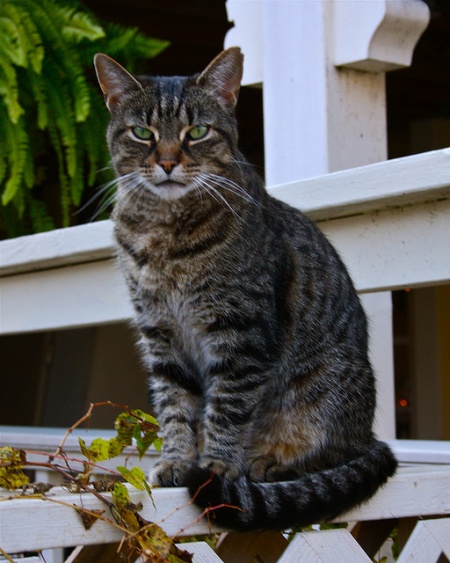 Minerva McGonagall - Harry Potter Wiki - Neoseeker